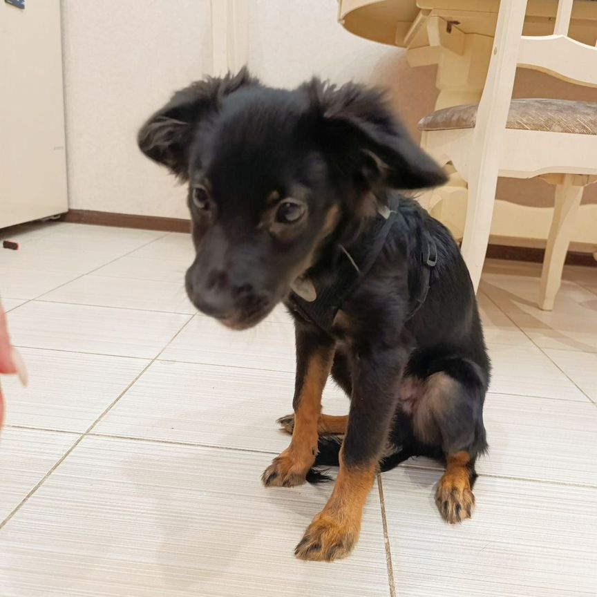 Отдам в добрые руки щенка. Порода немцкий