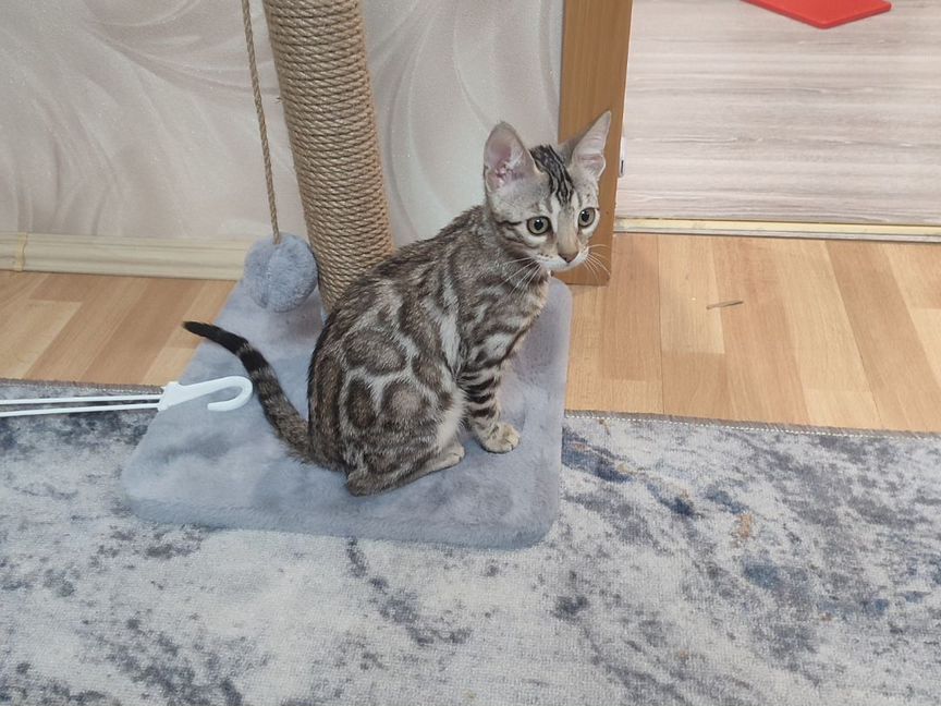 Бенгальская кошка