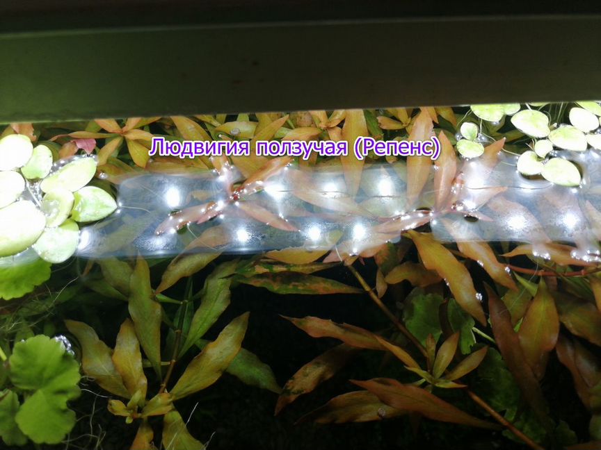 Растения для аквариума