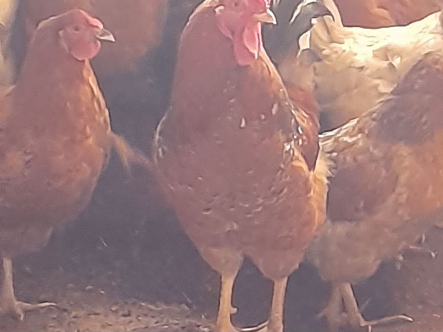 Продам лишних кур-несушек