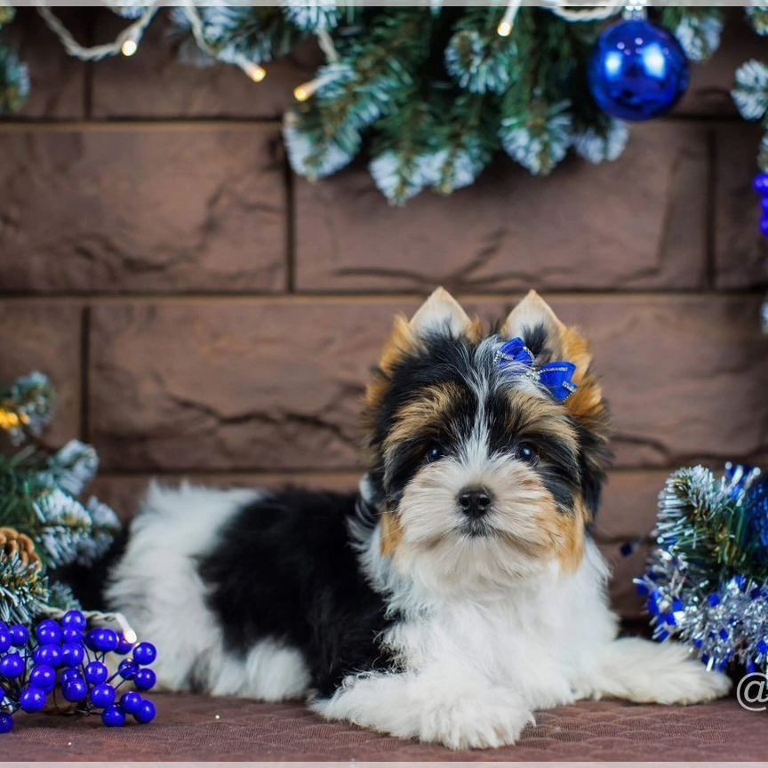 Бивер-йоркширский терьер, щенок