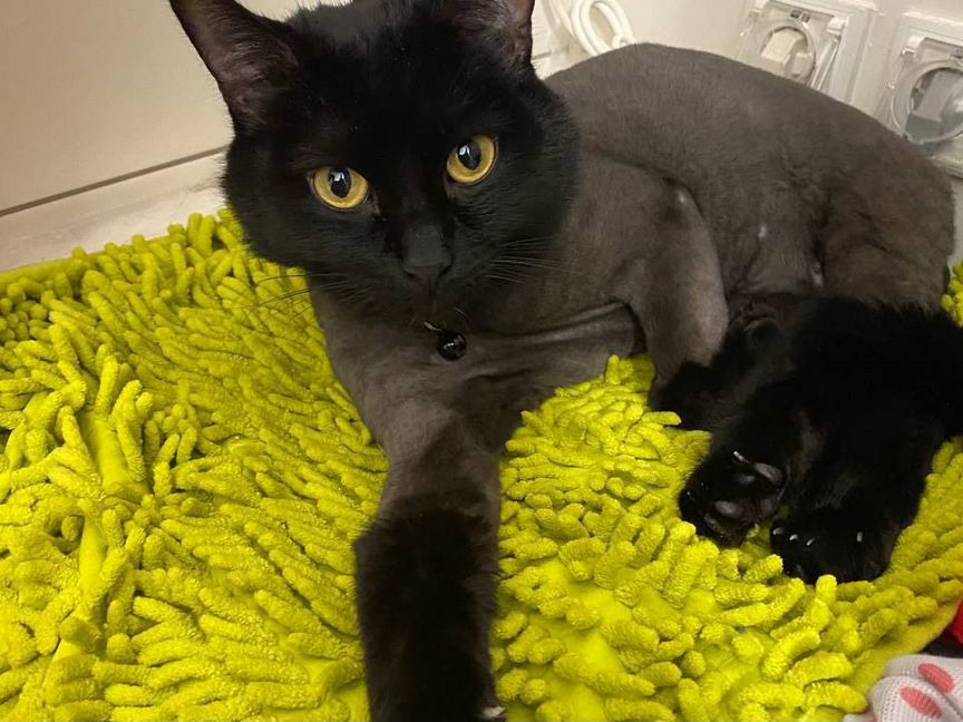 Котик в добрые руки