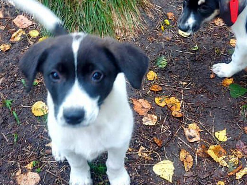 Замерзают щенки. Ищем любящие семьи