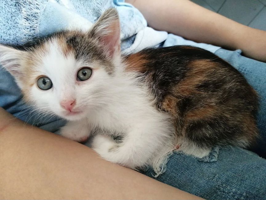 Котенок девочка 1, 5 месяца