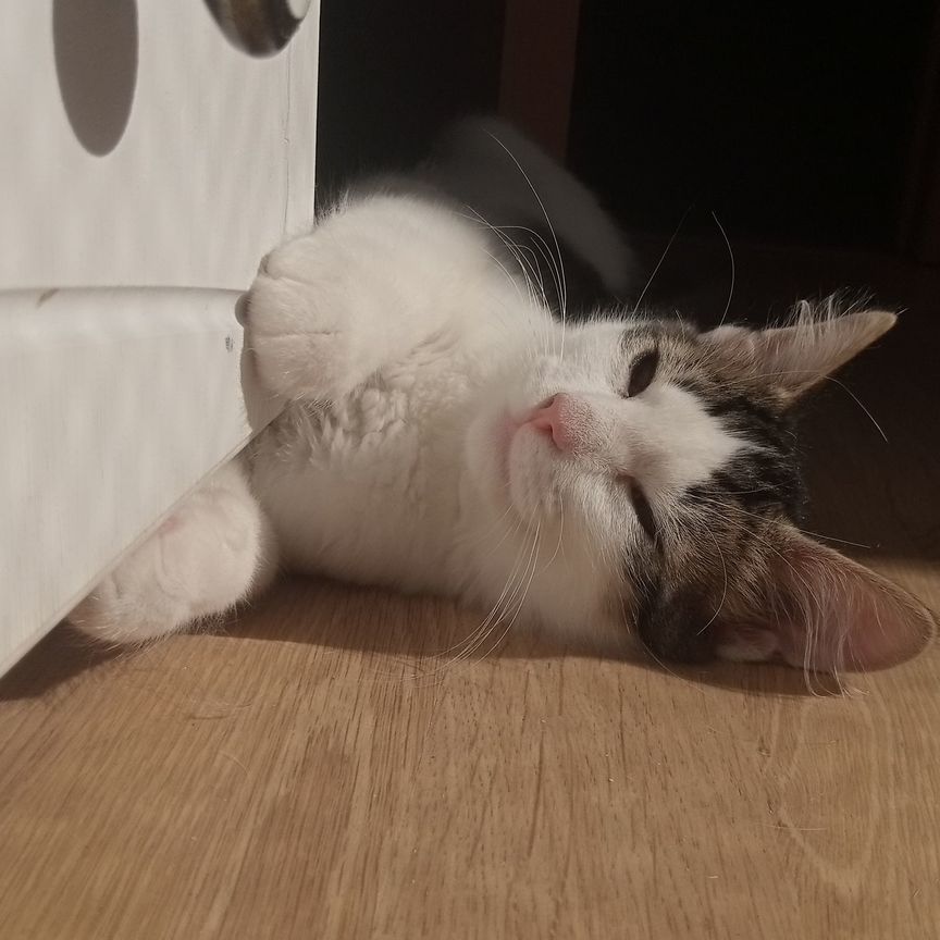 Умная кошечка ищет дом