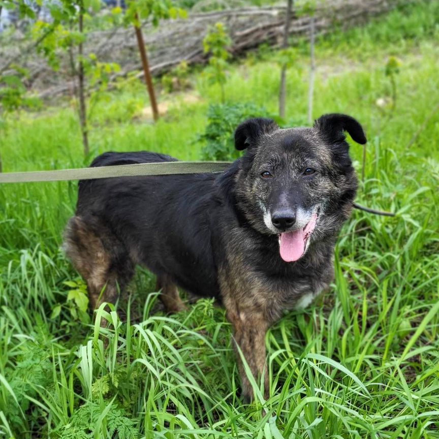 Собака в добрые руки