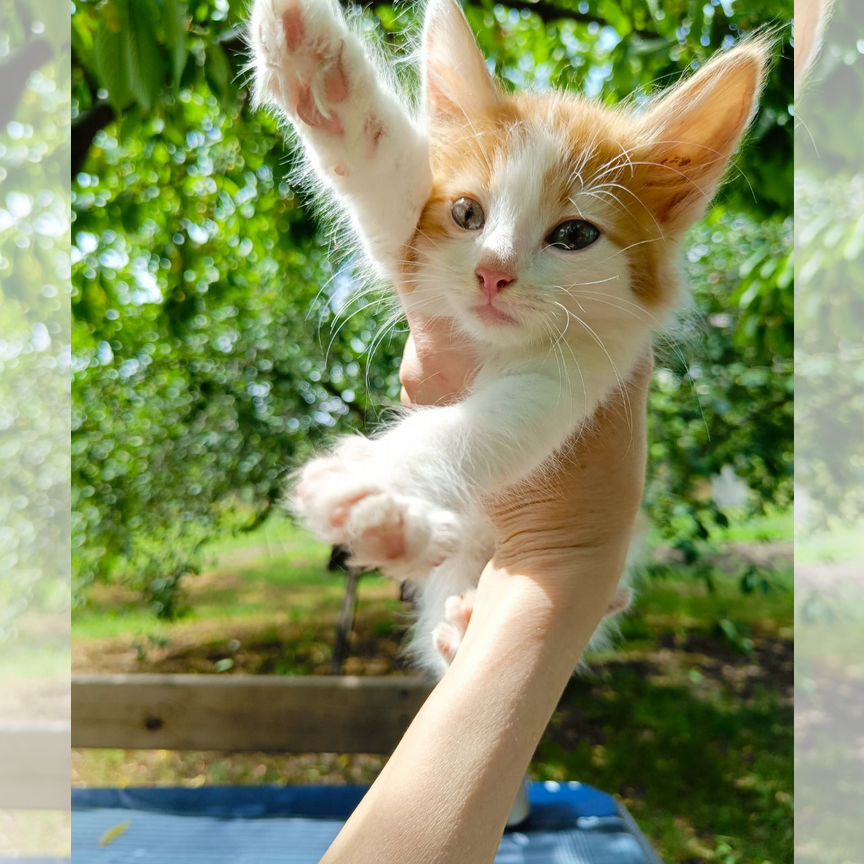 Котёнок в добрые руки