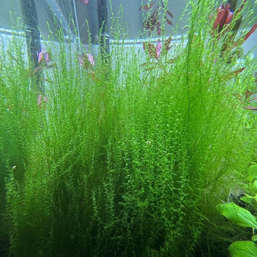 Мох Плямя, Флейм