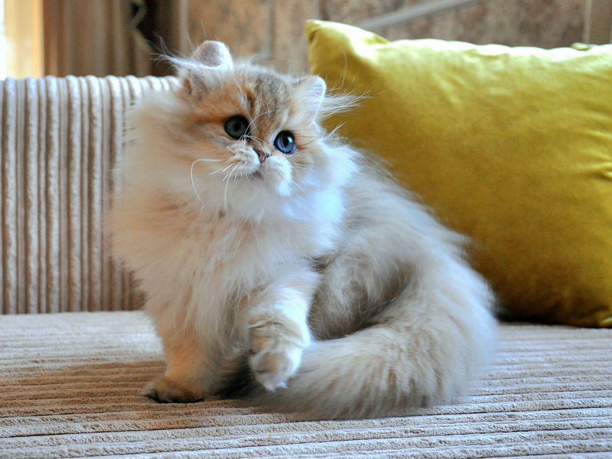 Золотая шиншилла котик