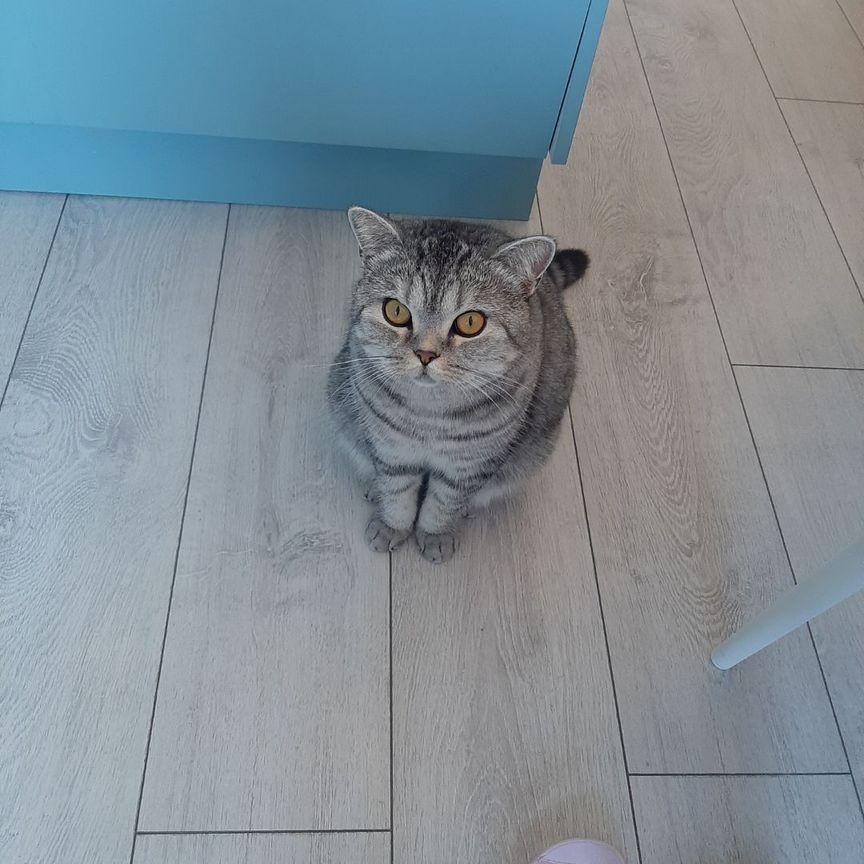 Британская кошка (отдам)