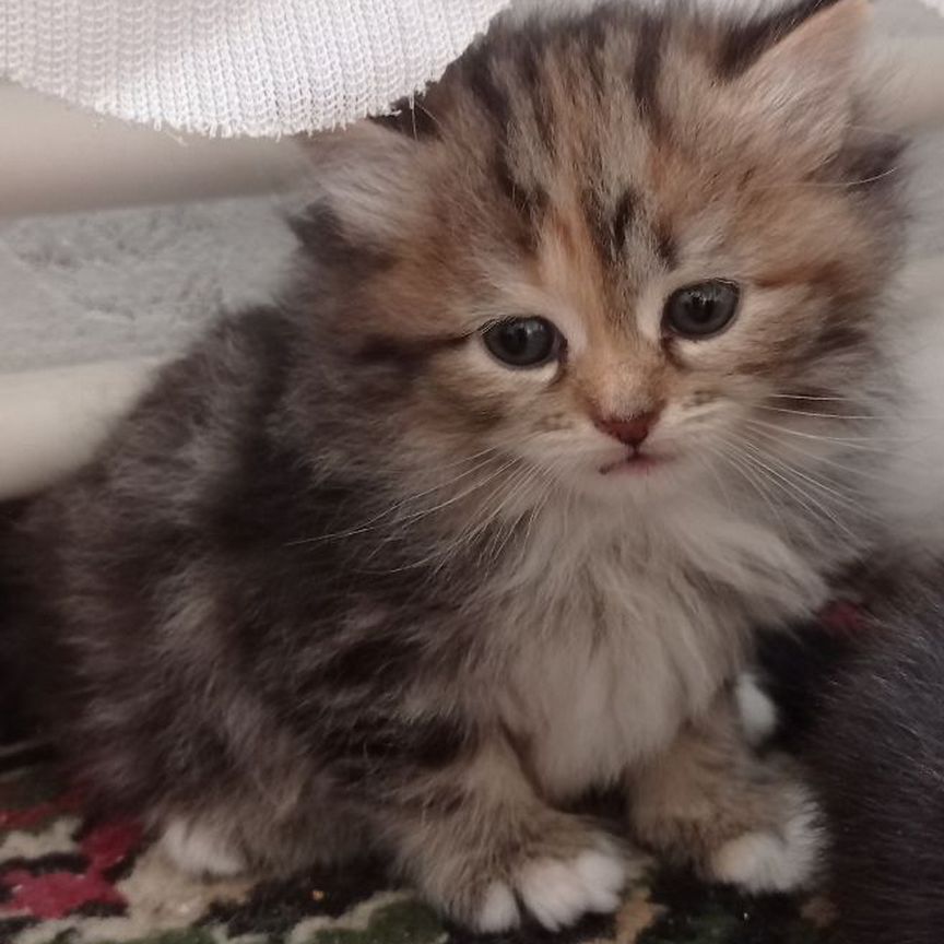 Котята