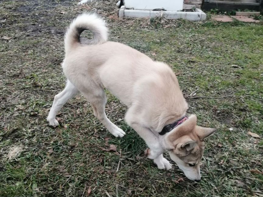 Западно сибирская лайка