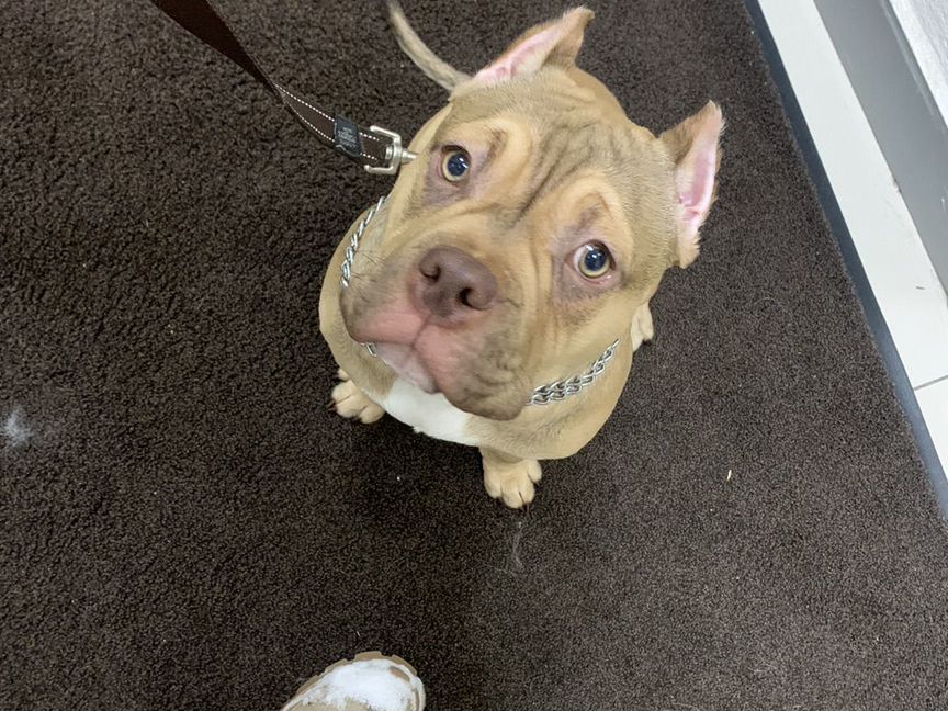 Американский питбуль