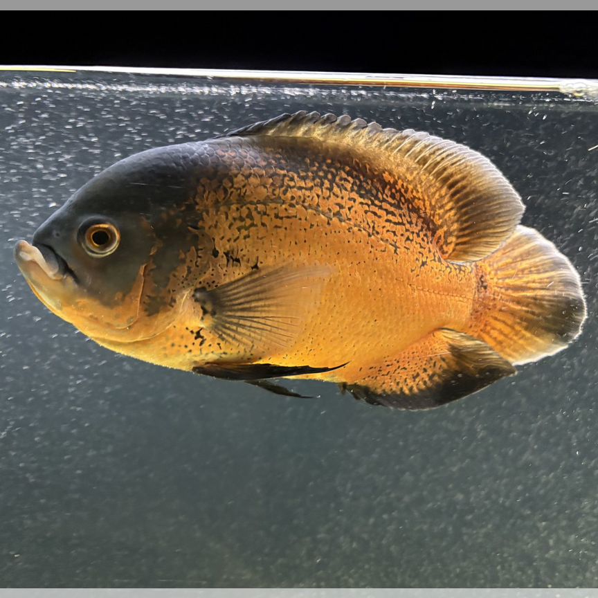 Ореховый Астронотус