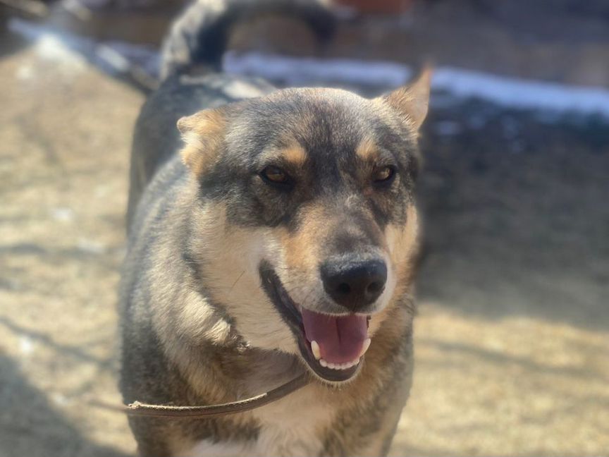 Ищу дом для брошенного пса