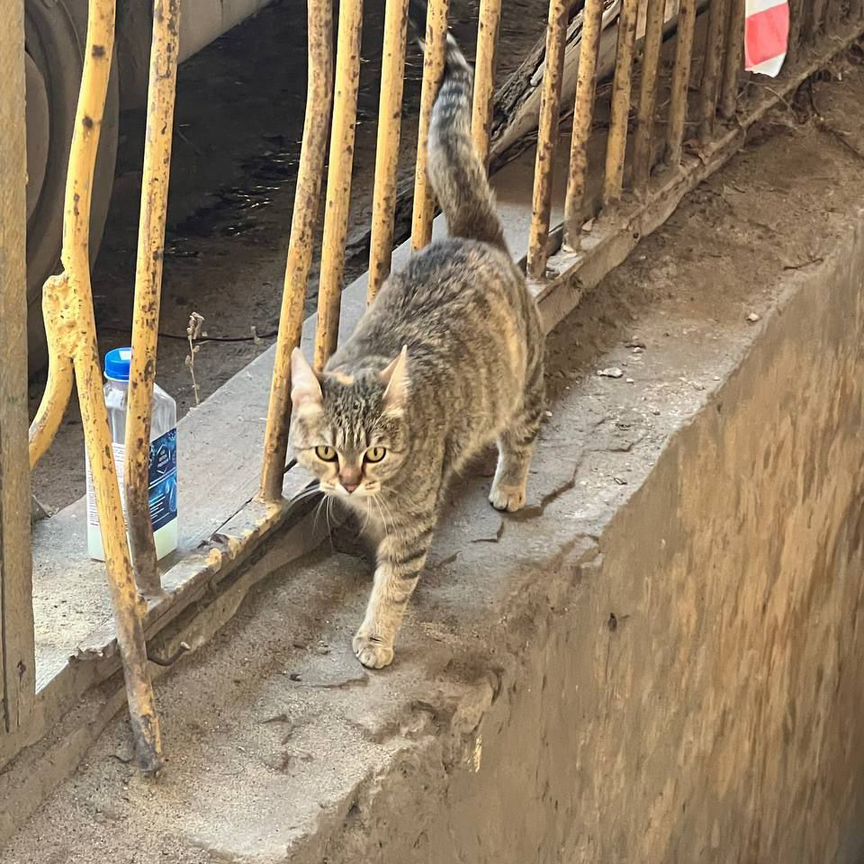 Кошечка ищет дом или передержку