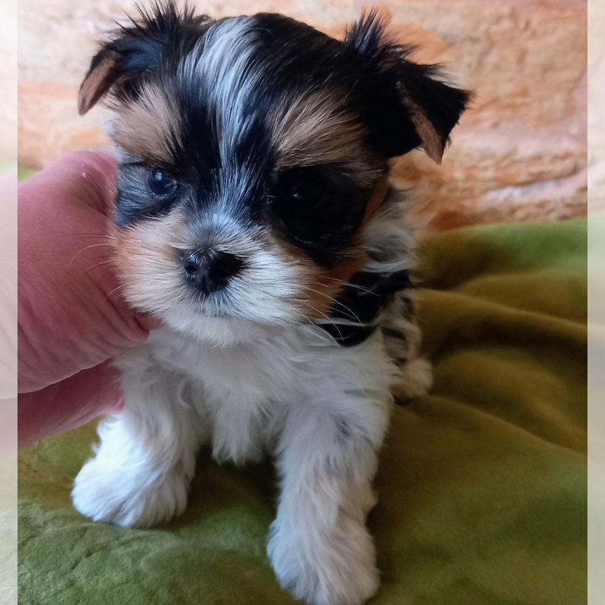 Бивер-йоркширский терьер, щенок