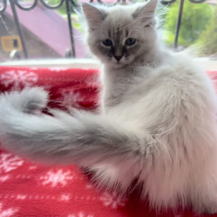 Невский маскарадный котёнок