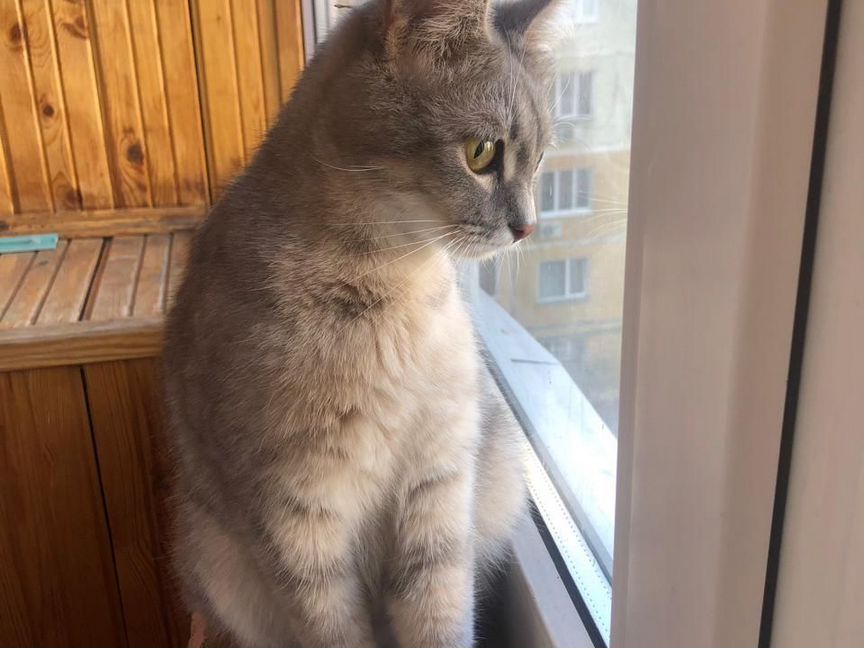 Кошка 4 мес