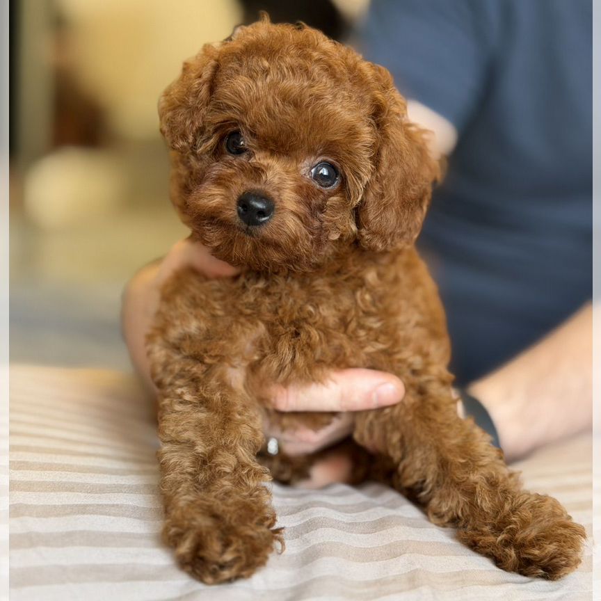 Той-пудель, щенок