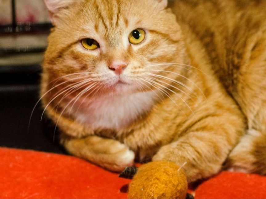 Рыжий котище ищет дом