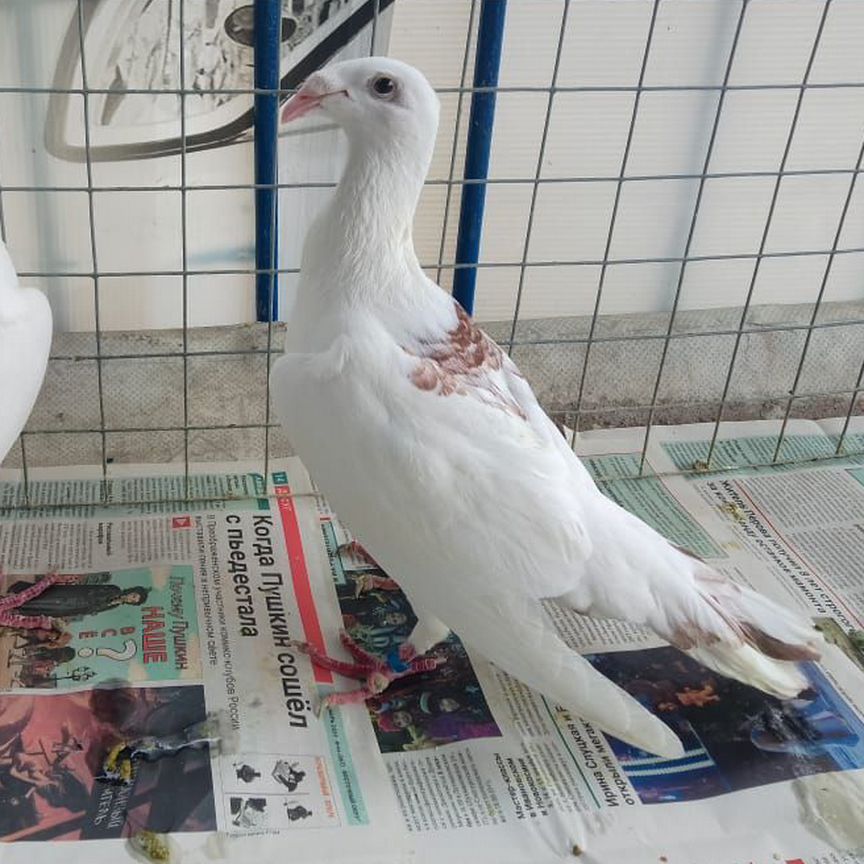 Продажа голубей