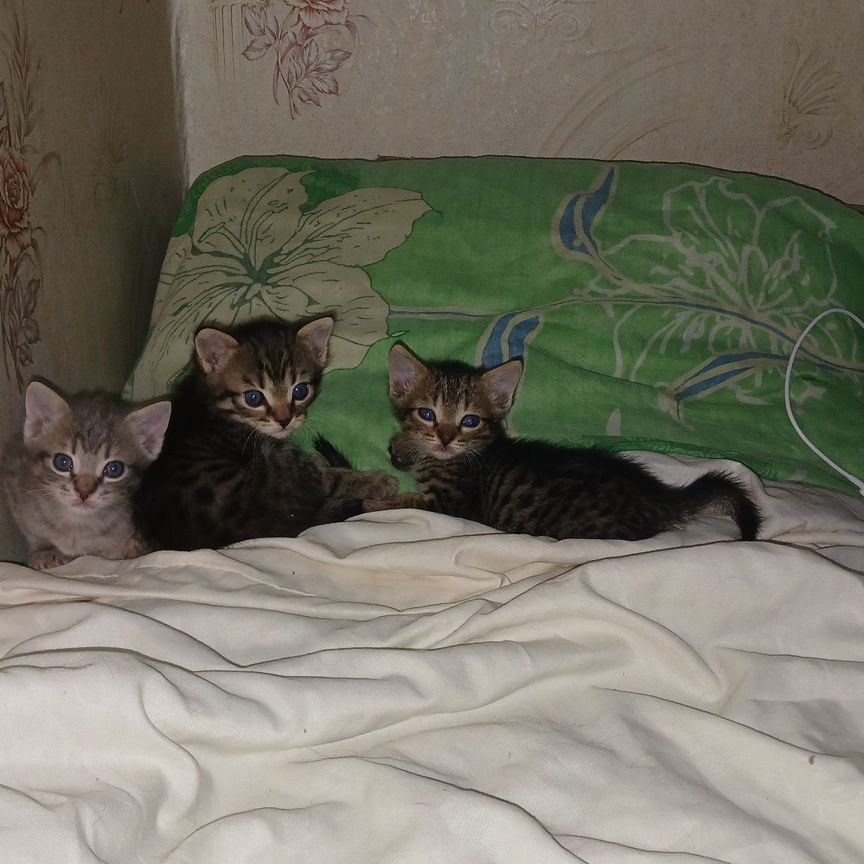 Котята красивые, игривые.Отдаю в хороши руки