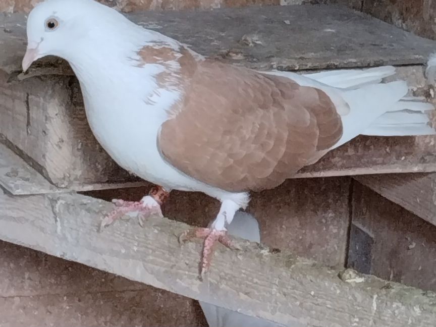 Голуби Николаевские Бокатые