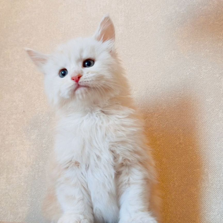 Котята мейн-кун