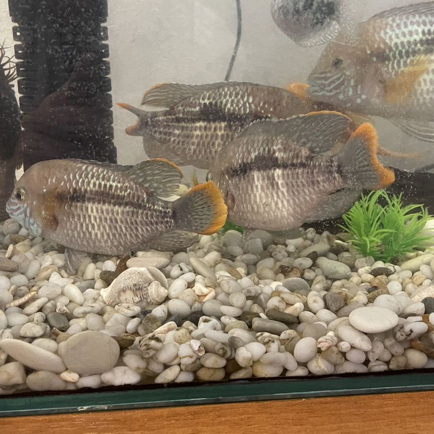 Акакра бирюзовая