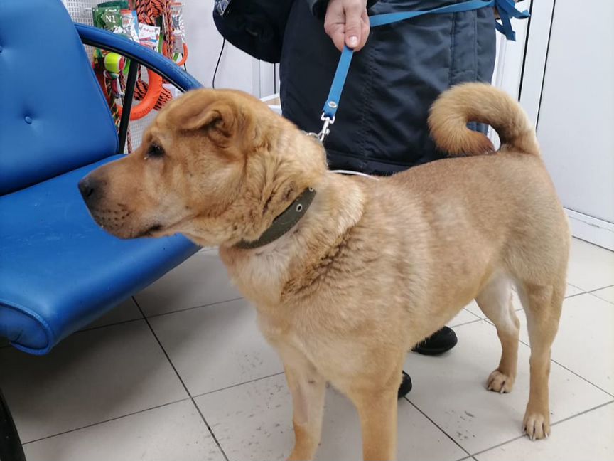Шарпей бесплатно в добрые руки