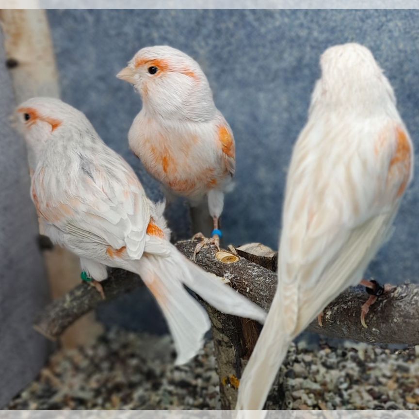 Канарейки, самки