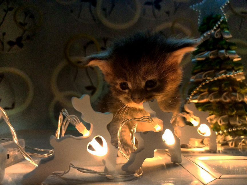 Котята мейн-кун, кун, кунята, мейкун, мейнкун