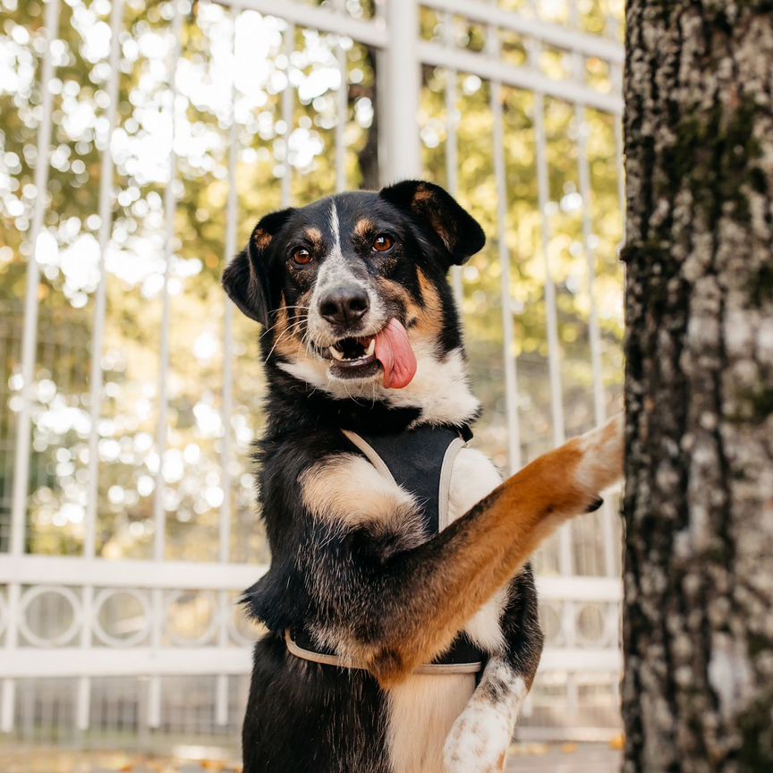 Собака в добрые руки