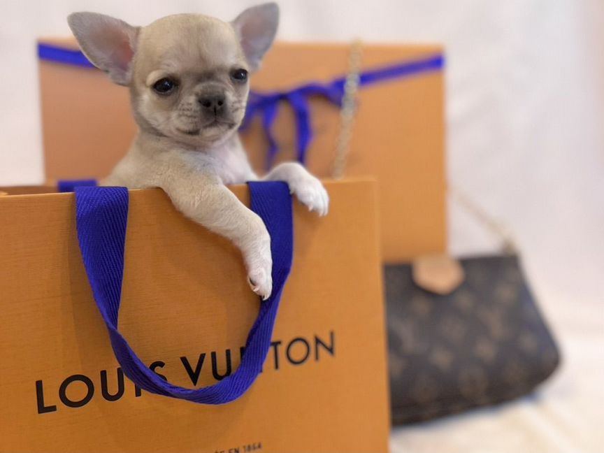 Чихуахуа щенок девочка