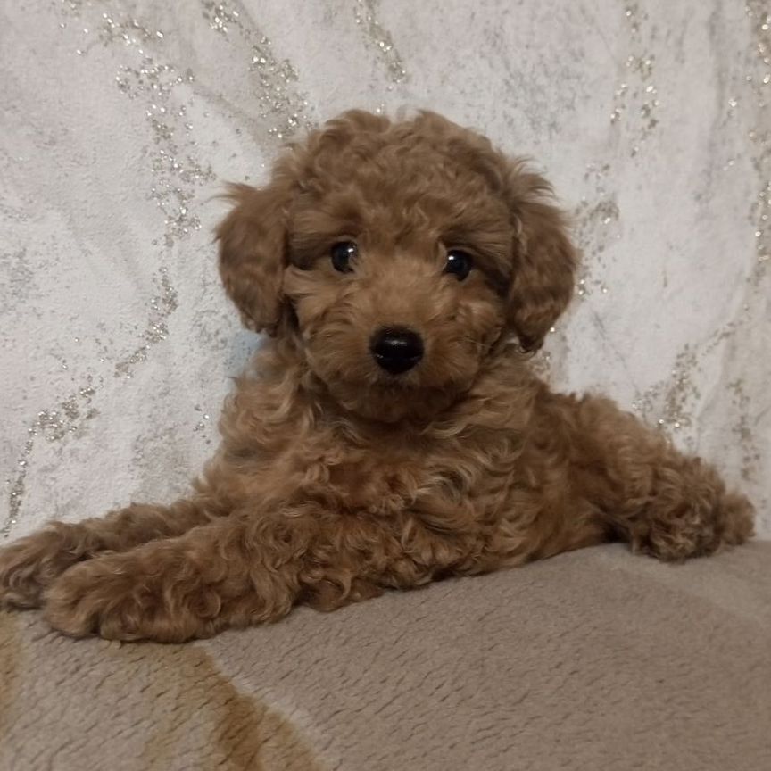 Карликовый пудель, щенок