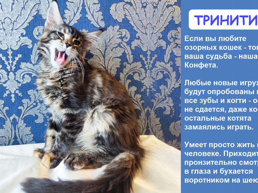 Мейн-кун колдунья из клубного питомника