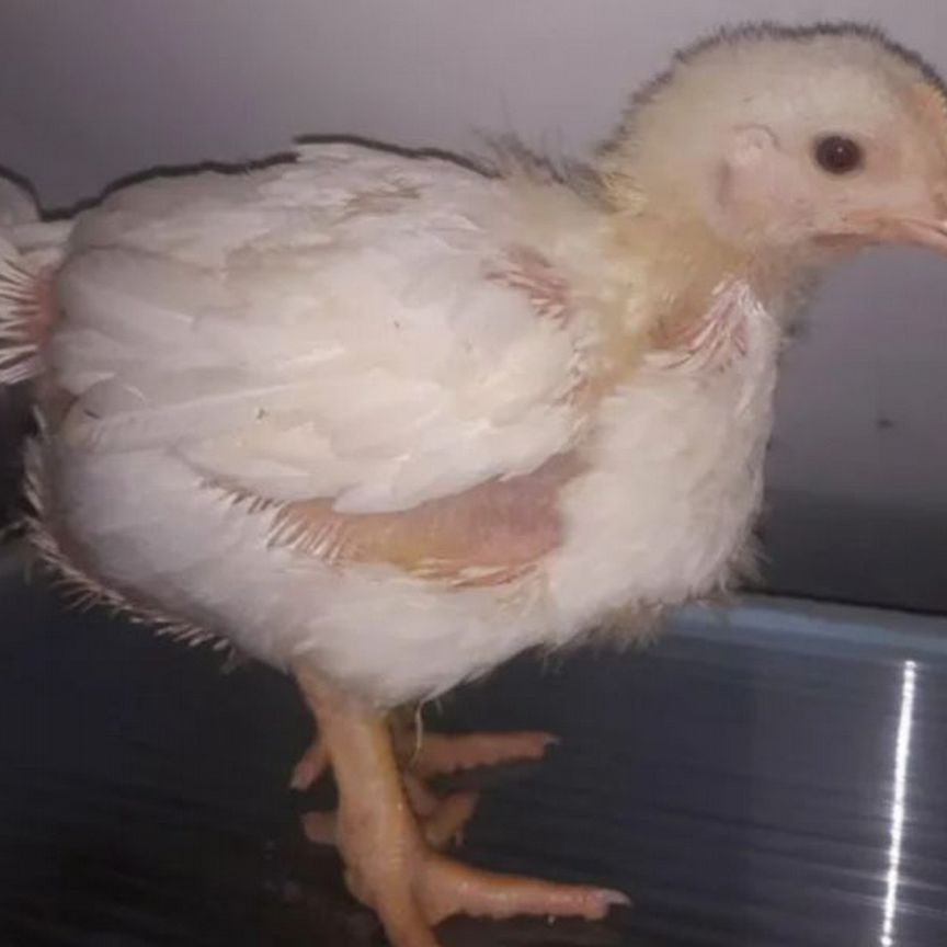 Броллеры Арбор