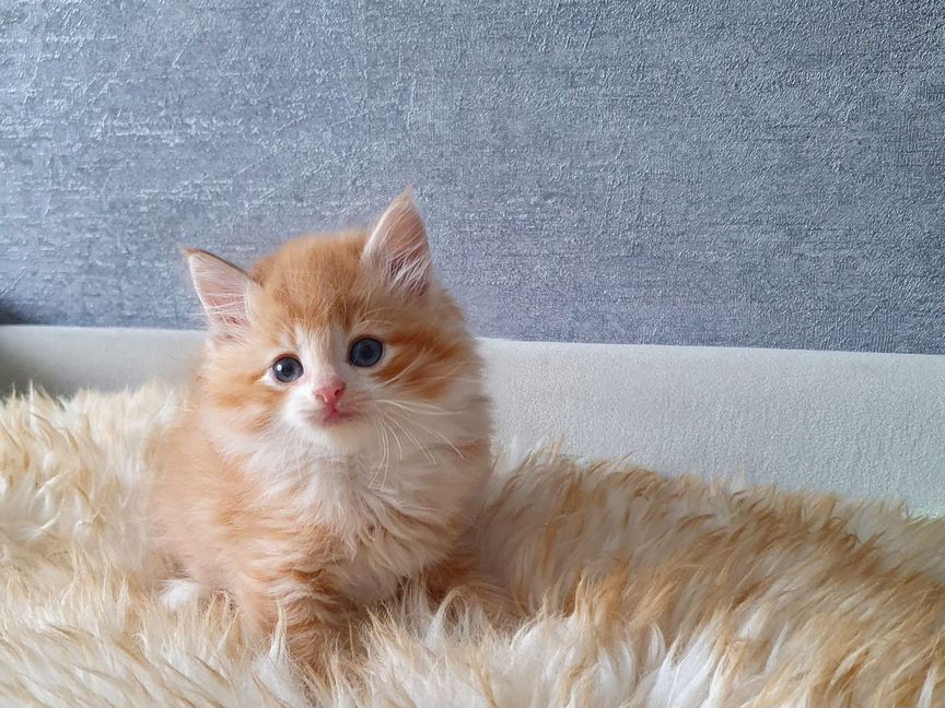 Сибирские котята