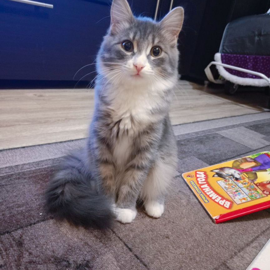 Кошка в дар