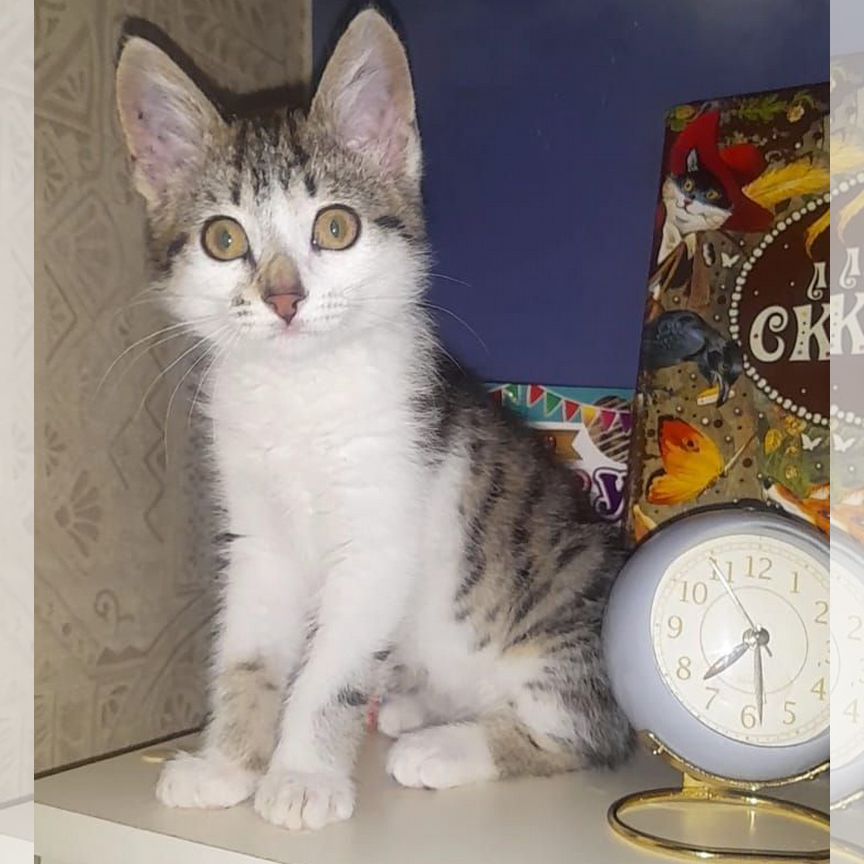 Котёнок в добрые руки