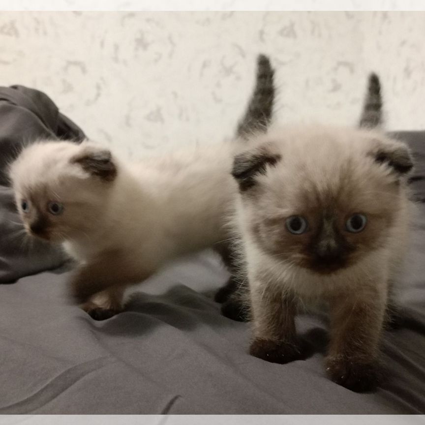 Шотландский вислоухий длинношёрстный котёнок