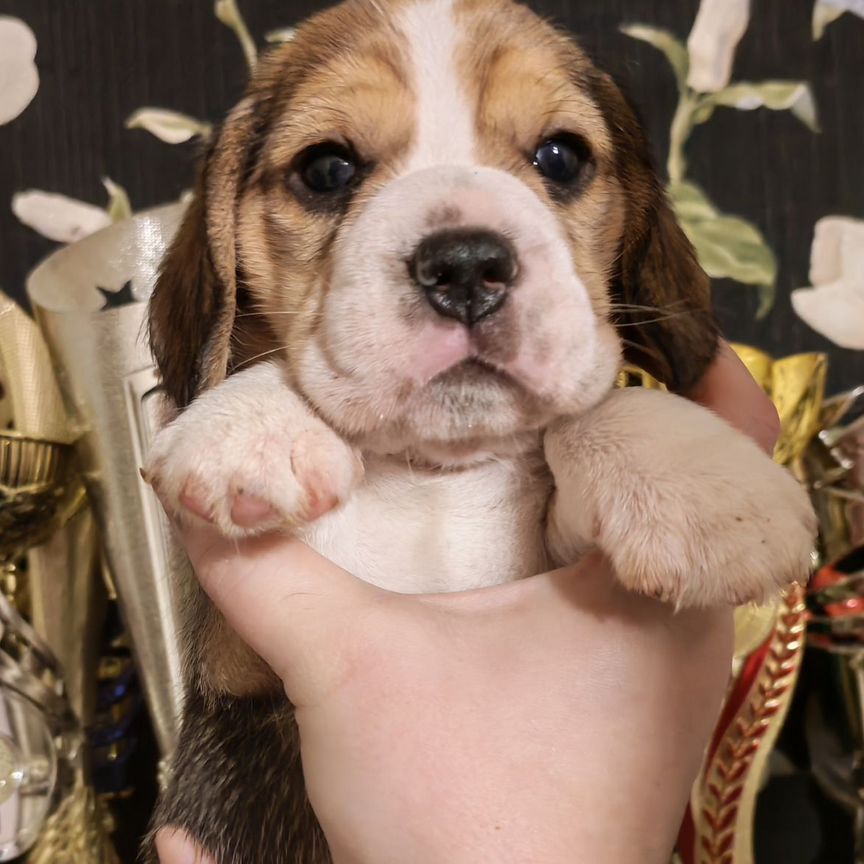 Бигль, щенок