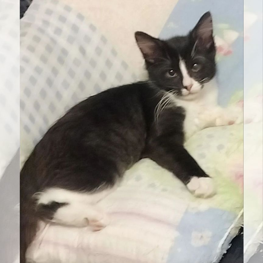 Котёнок в добрые руки