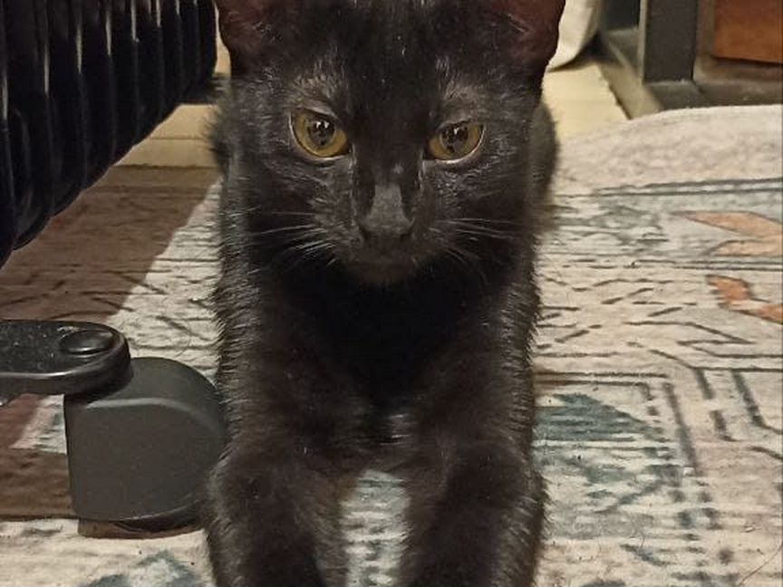 Кошка черная