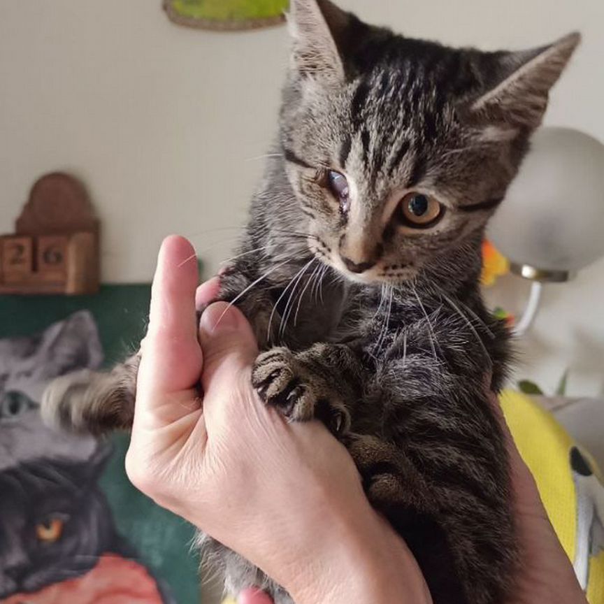 Котята Маруся