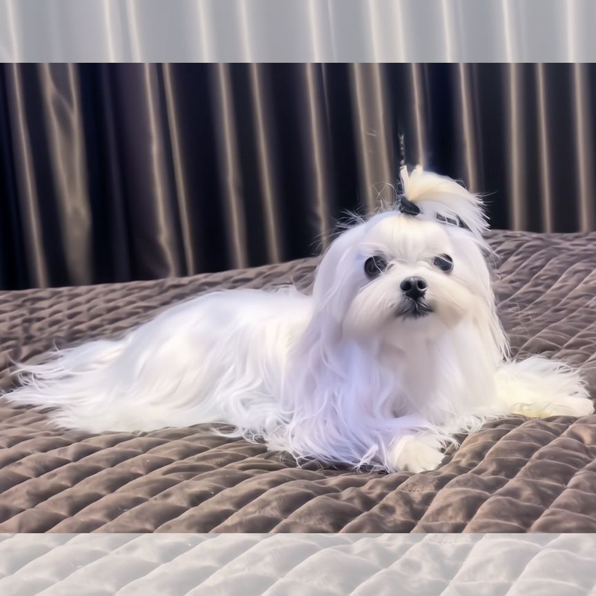 Мальтийская болонка, щенок