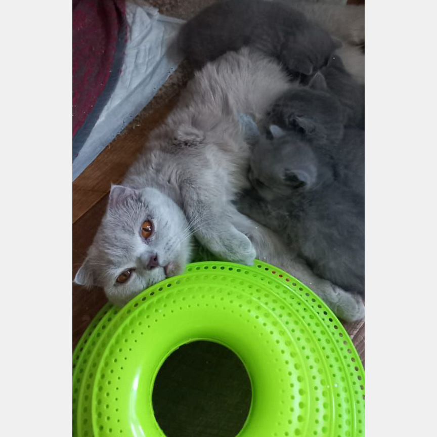 Шотландские котята