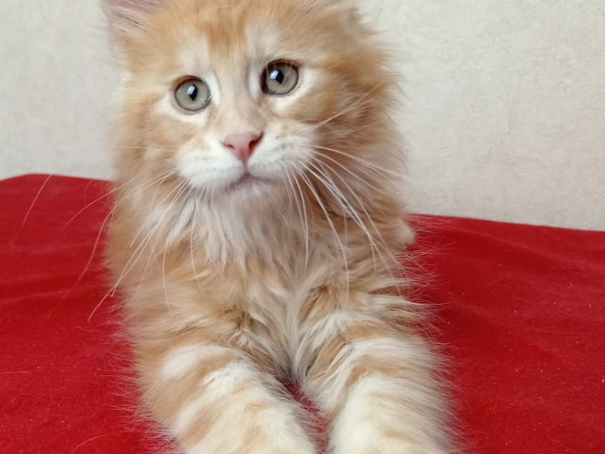 Котята Мейн-кун