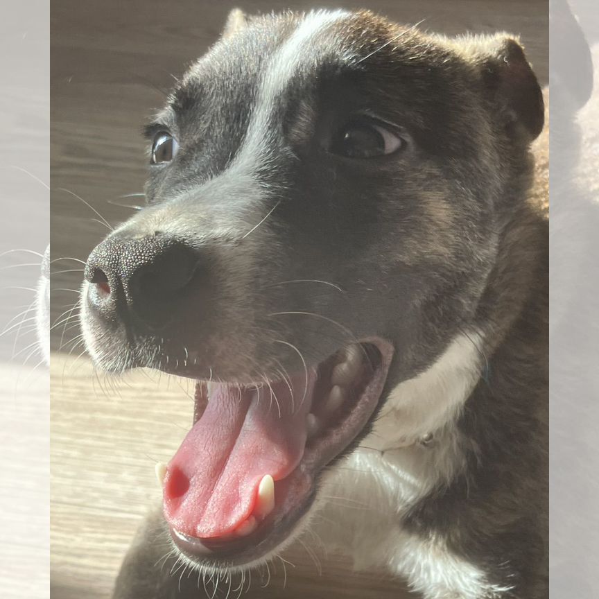 Помесь Стаффорда в добрые руки